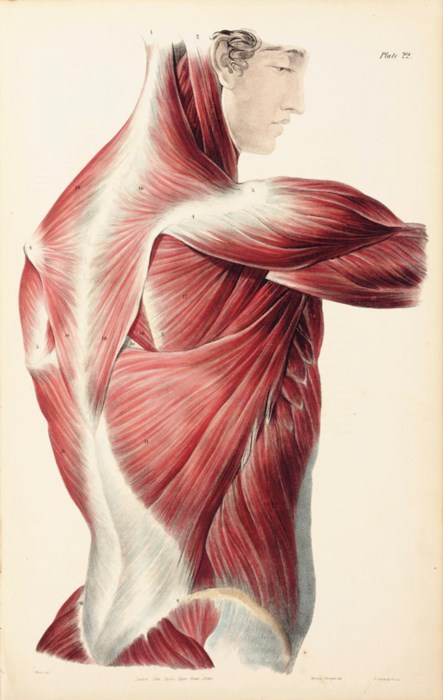 QUAIN, Jones (1796-1865) and William James Erasmus WILSON (1809-1884 ...