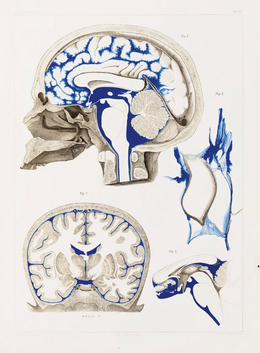 KEY, Axel (1832-1901) and Magnus Gustaf RETZIUS (1842-1919). Studien in ...