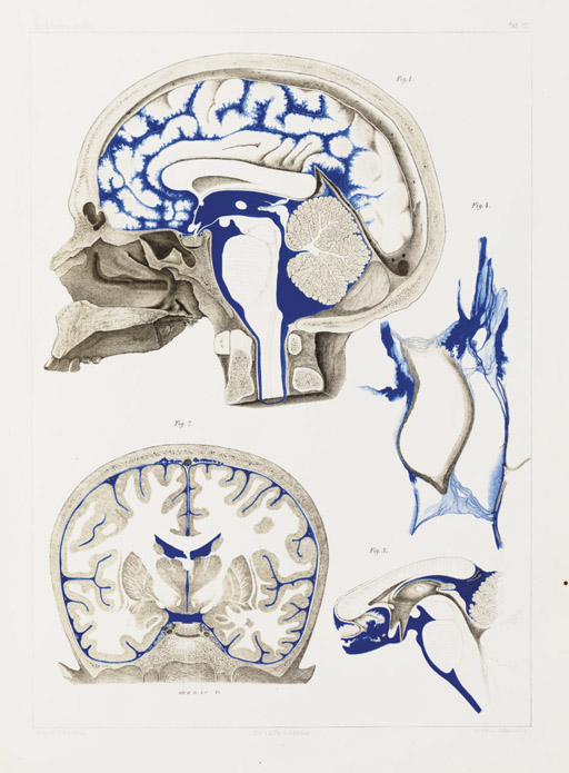 KEY, Axel (1832-1901) and Magnus Gustaf RETZIUS (1842-1919). Studien in ...