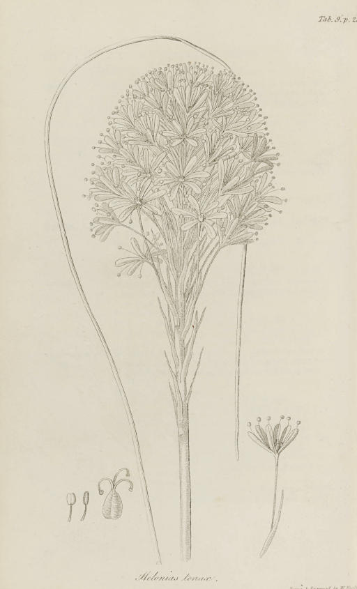 PURSH, Frederick Traugott (1774-1820). Flora Americae septentrionalis ...