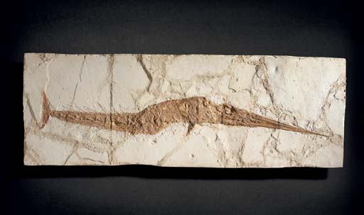 BLOCHIUS LONGIROSTRIS