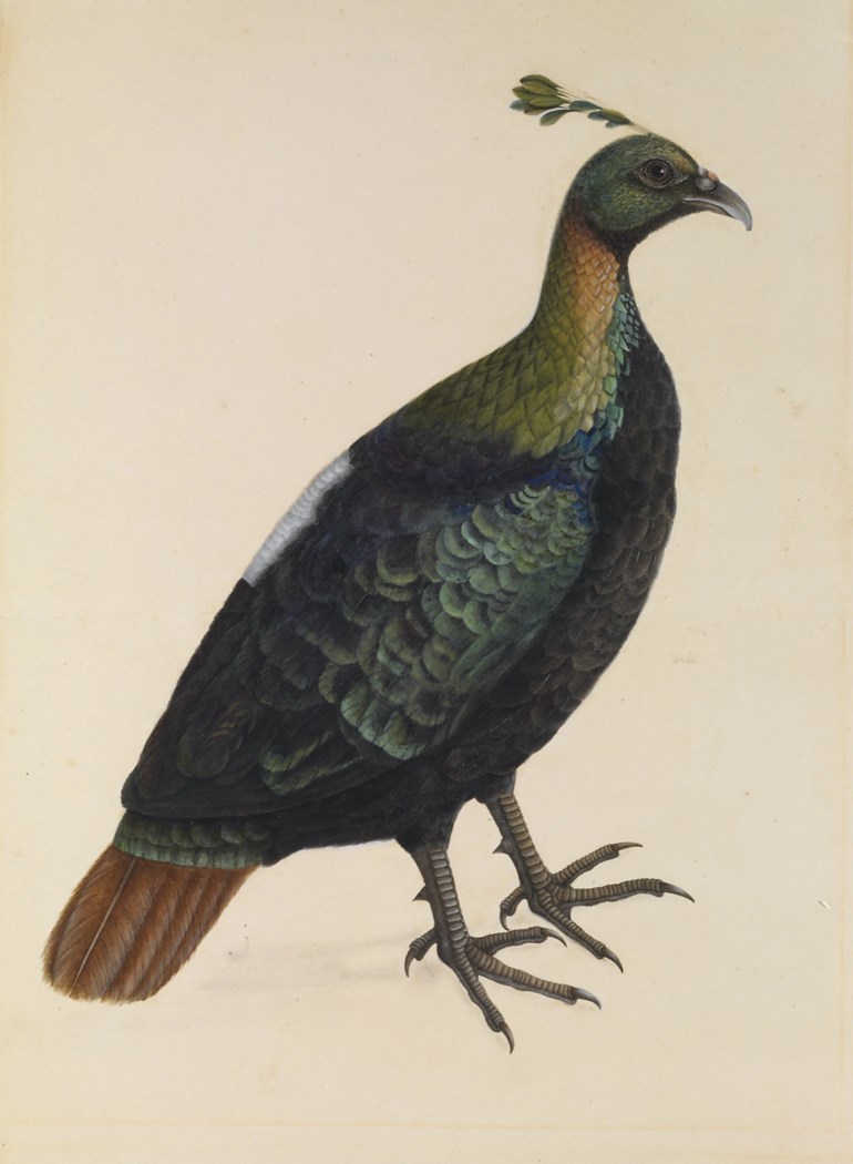 Calcutta School, 1805-1815 , A Himalayan Monal (Impeyan Pheasant ...
