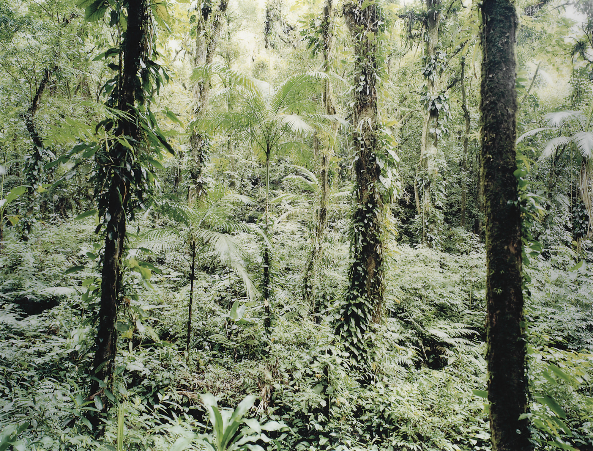 Thomas Struth (b. 1954)