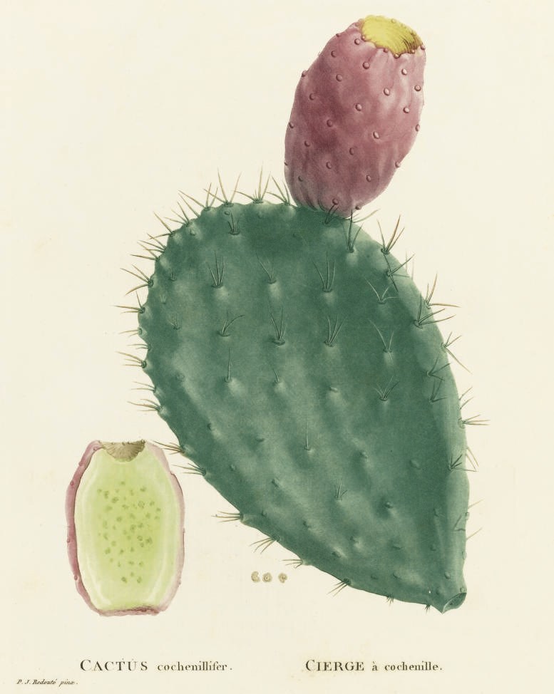 CANDOLLE, Augustin Pyramus de, (1778-1841). Plantarum succulentarum ...