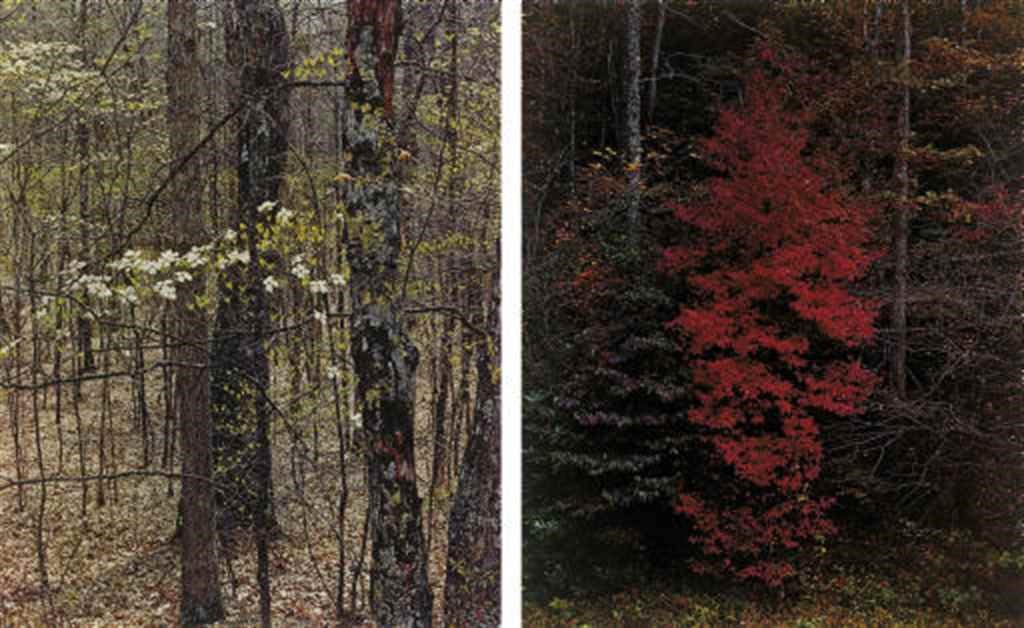 ELIOT PORTER (1901-1990) , Trees, 1958-1975 | Christie's