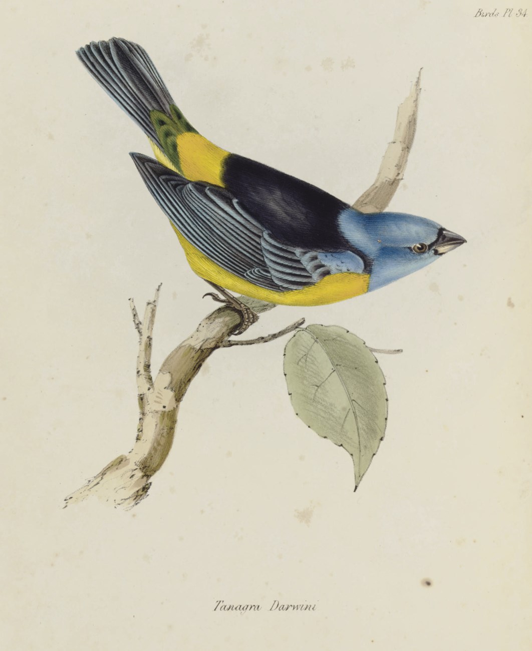 DARWIN, Charles, editor. The Zoology of the Voyage of the Beagle, under ...