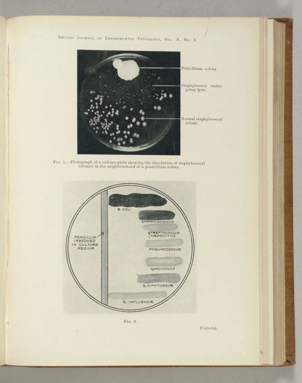 FLEMING, Alexander (1881-1955). "On the Antibacterial Action of ...