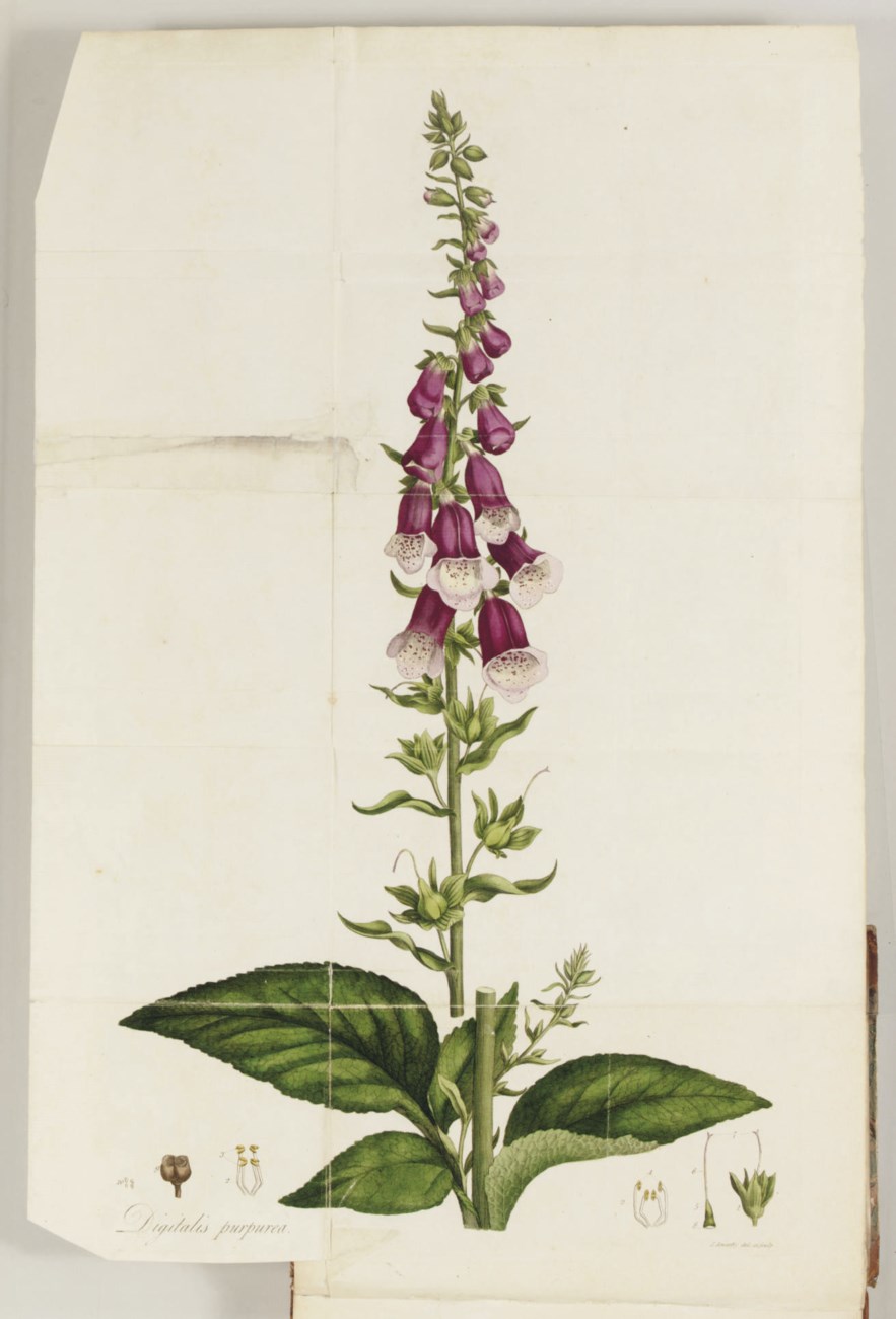 WITHERING, William (1741-1799). An Account of the Foxglove, and some of ...