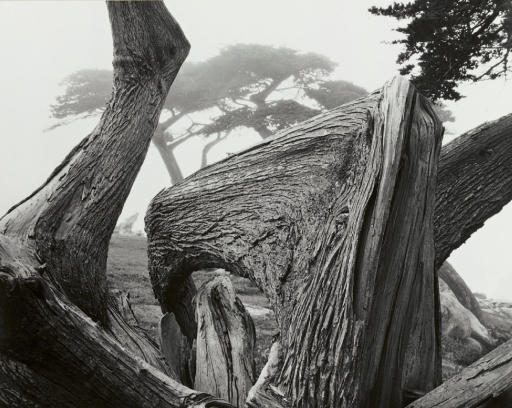 Ansel Adams Fallen Tree