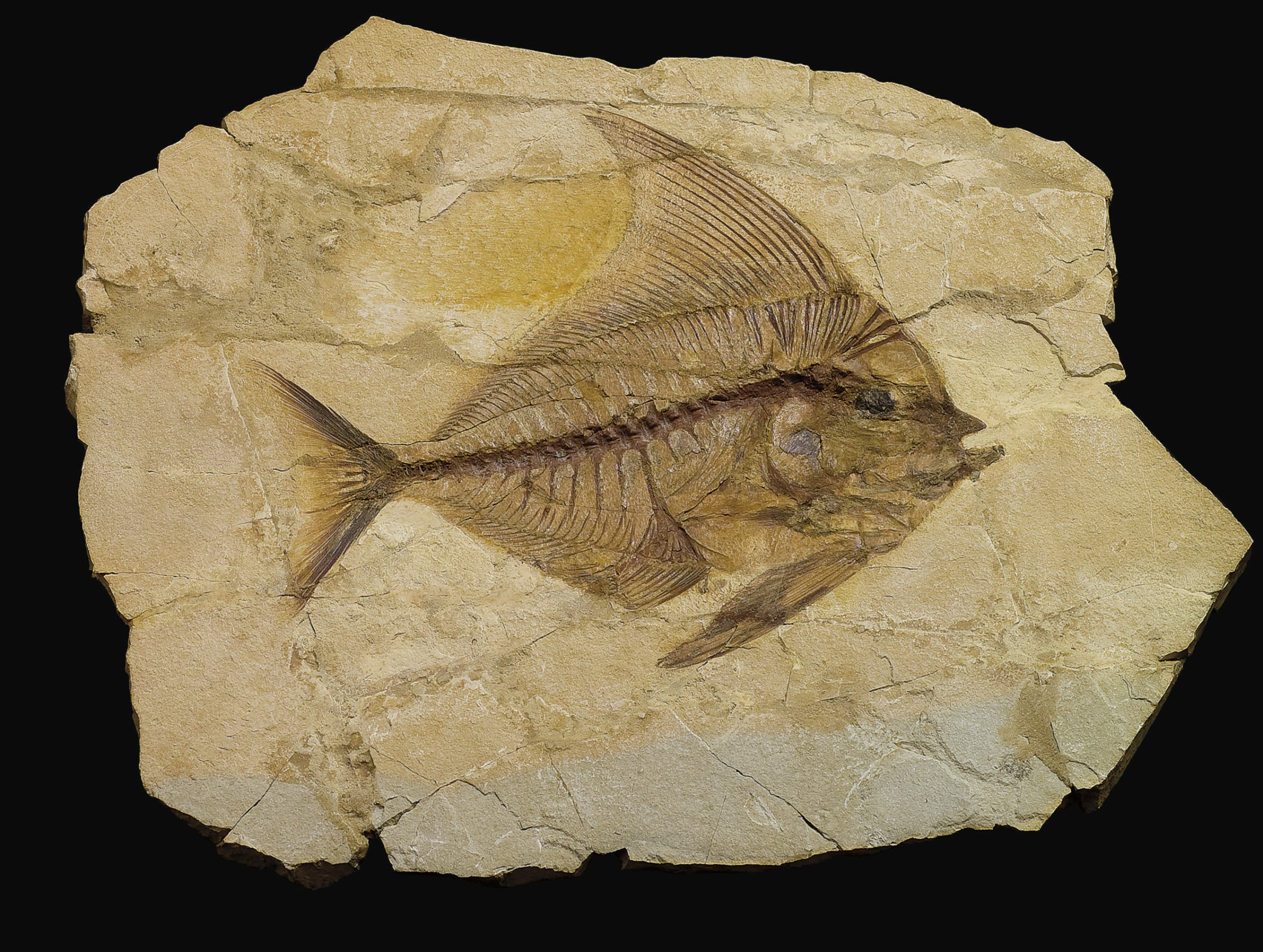 RARE ET EXCEPTIONNEL POISSON EXELLIA VELIFER VOLTA , EOCÈNE INFÉRIEUR ...