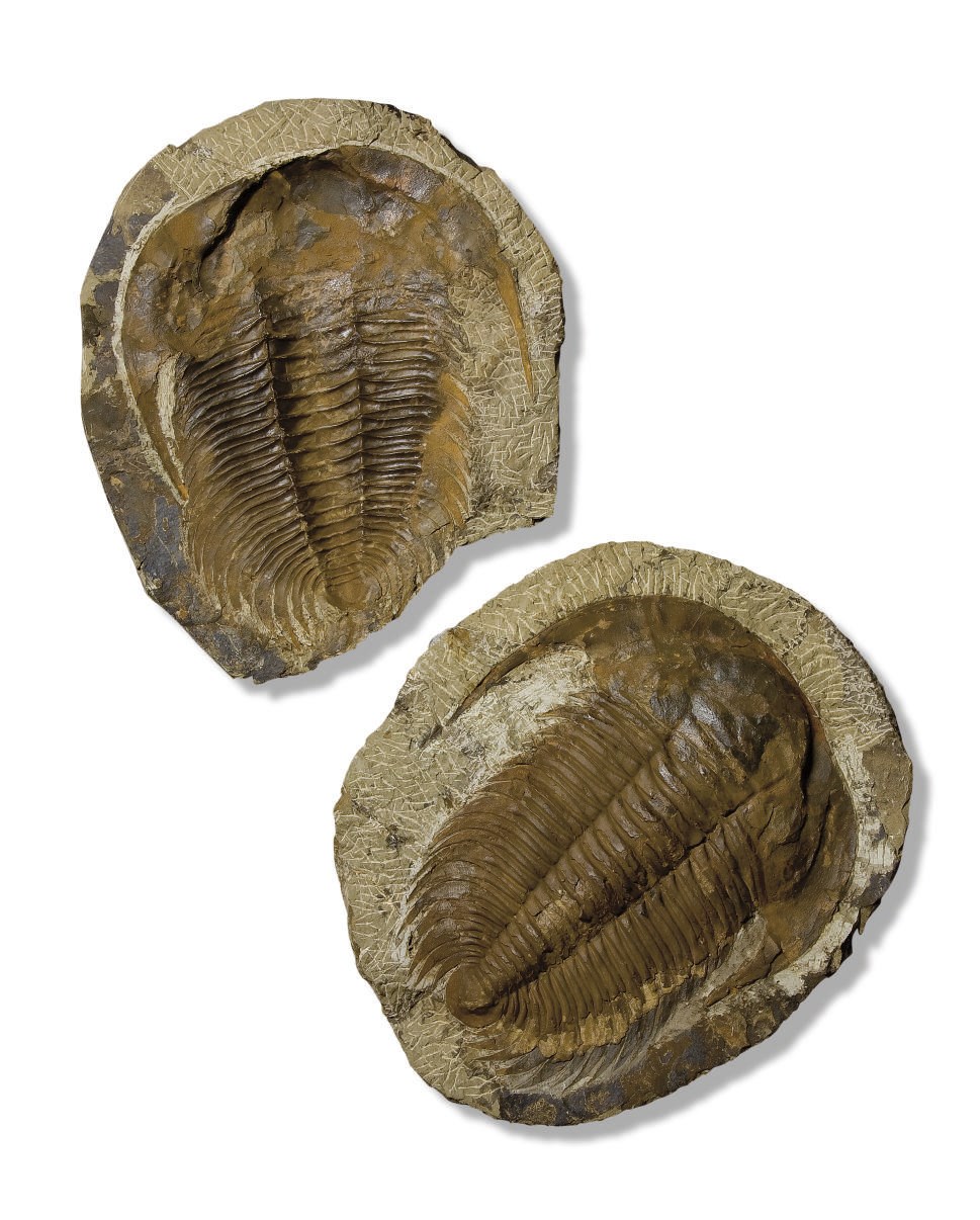 TRILOBITE PARADOXIDES , CAMBRIEN, ALNIF, MAROC. | Christie's