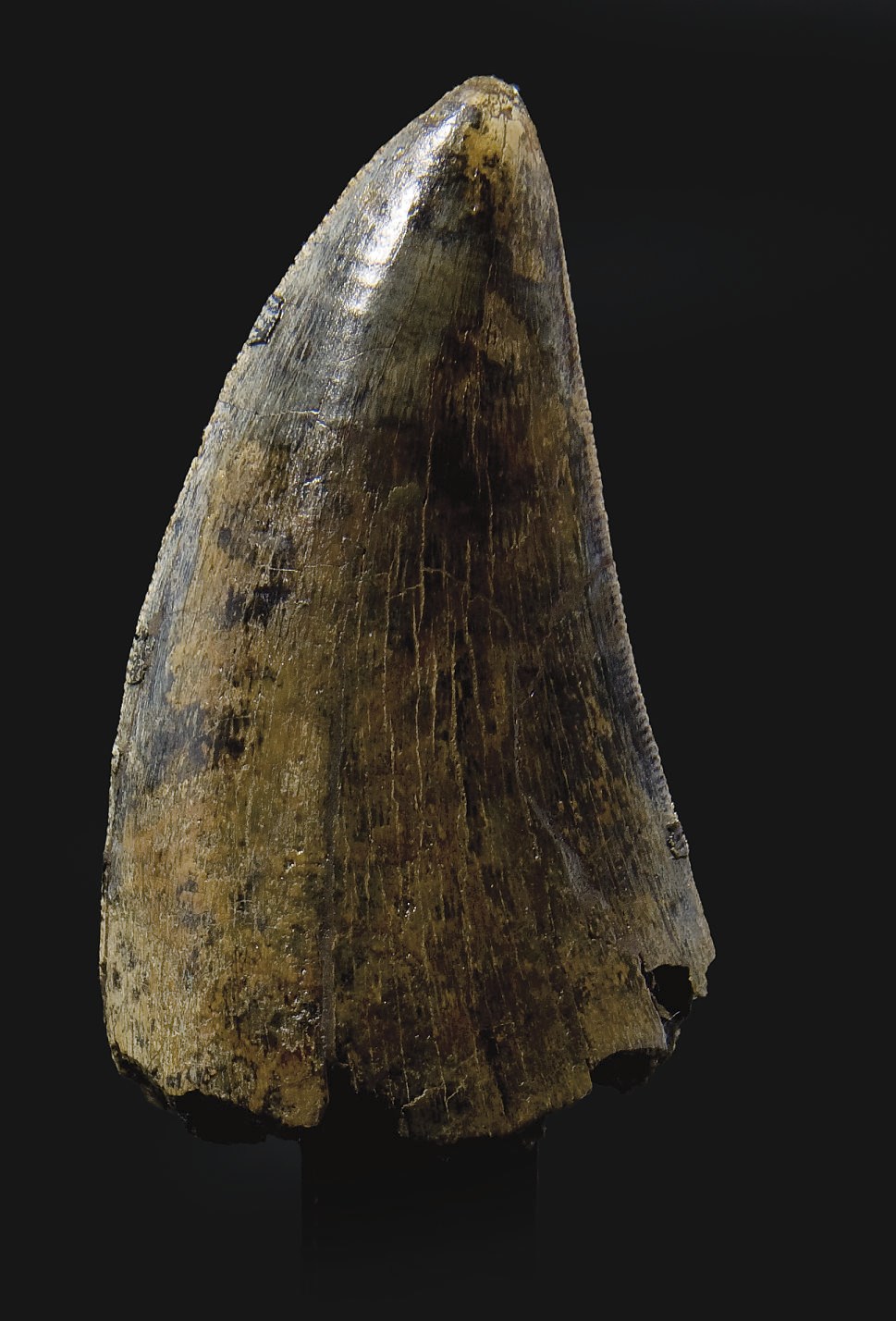 DENT DE T. REX (OSBORN 1905) , FIN DU CRÉTACÉ, FORMATION D'HELL CREEK ...