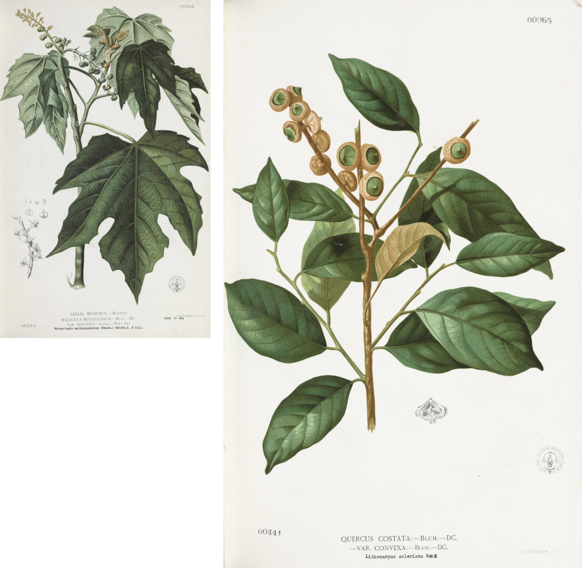 BLANCO, Francisco Manuel (1778-1845). Flora de Filipinas adicionada con ...