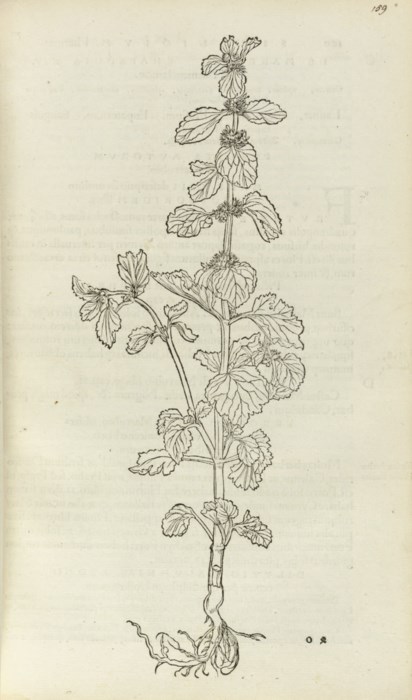 BRUNFELS, Otto (1488-1534). Herbarum vivae eicones ad naturae ...