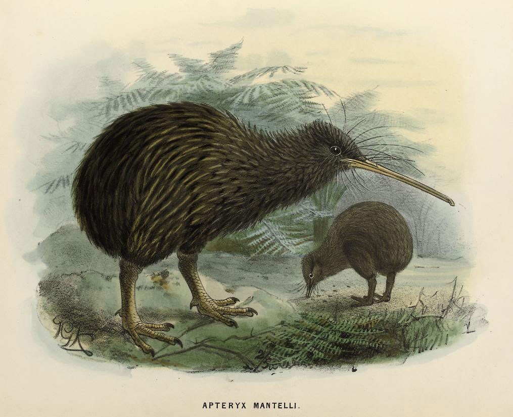 BULLER, Walter Lawry, Sir (1838-1906). A History of the Birds of New ...