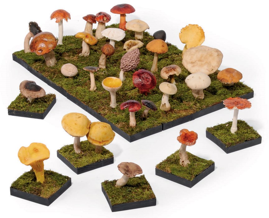 THIRTY COLOURED RESIN MODELS OF MUSHROOMS AND FUNGI , LATE 20TH CENTURY ...
