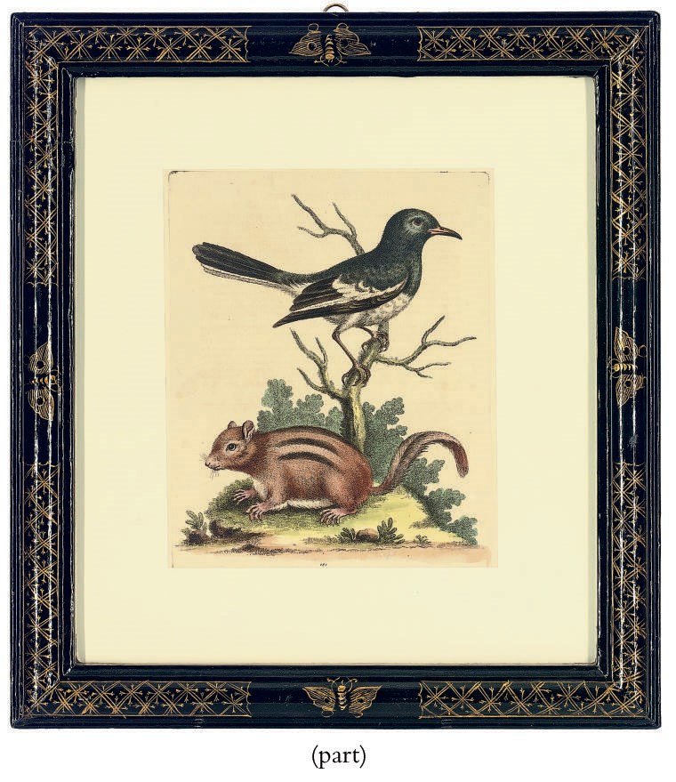 George Edwards (1694-1773) , Ornithological studies, from A Natural ...