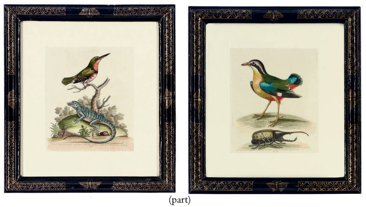 George Edwards (1694-1773) , Twelve Ornithological Studies from, A ...