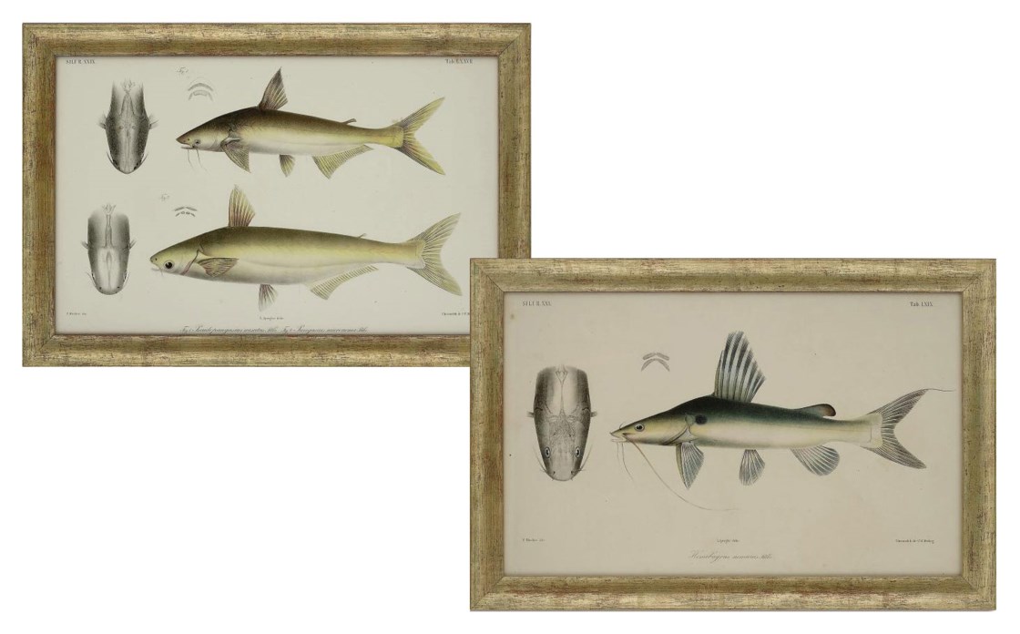 TWELVE CHROMOLITHOGRAPHS OF FISH AFTER PIETER BLEEKER (1819-1878 ...