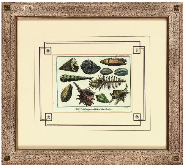 A collection of Sea shell studies , A collection of Sea shell studies ...