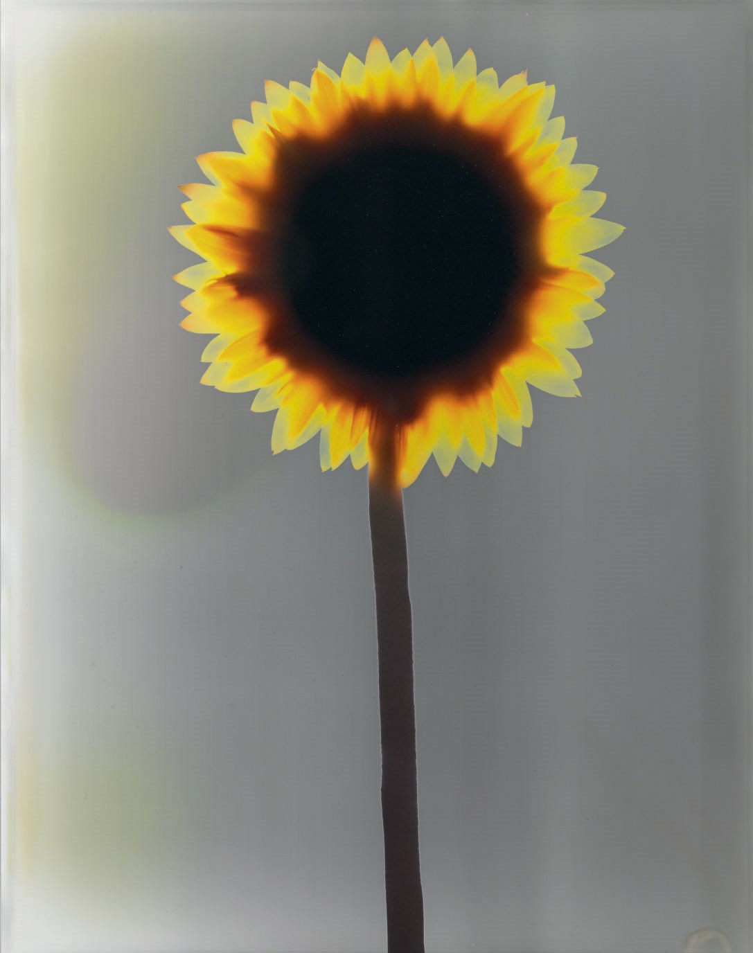 ADAM FUSS (B. 1961) , Untitled (Sunflower), 1992 | Christie's