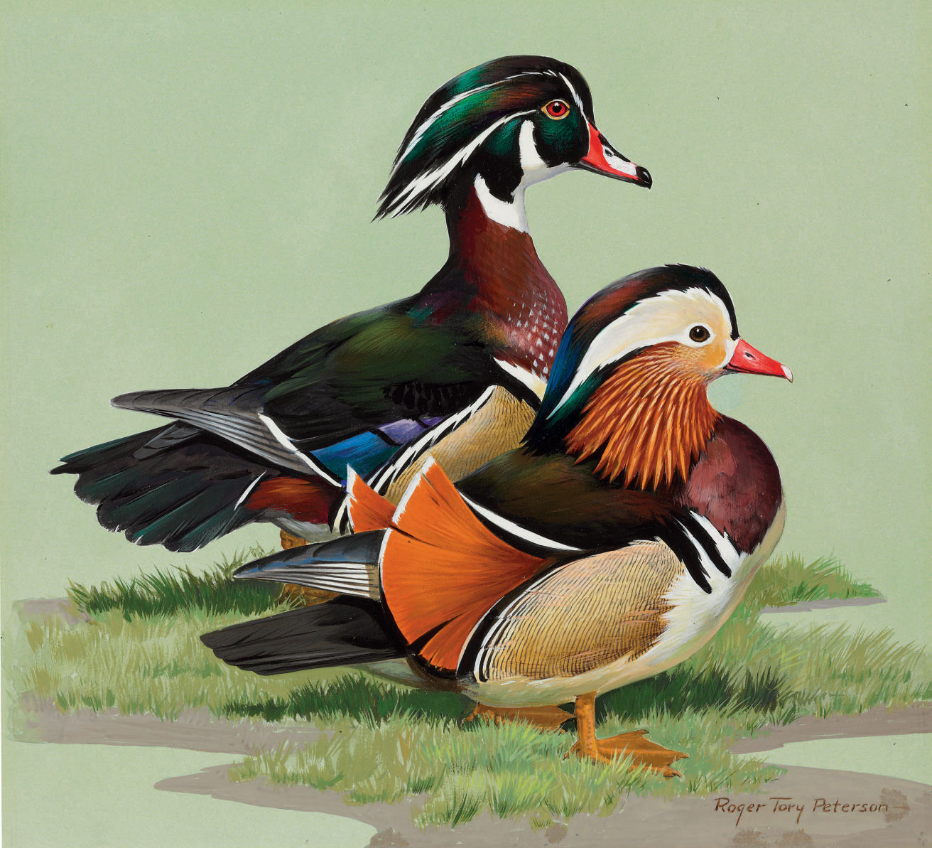 Roger Tory Peterson (1908-1996) , Two Ducks | Christie's