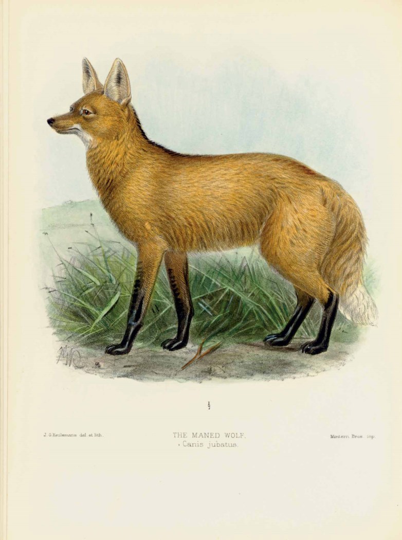 MIVART, St. George Jackson (1827-1900). Dogs, Jackals, Wolves, and ...
