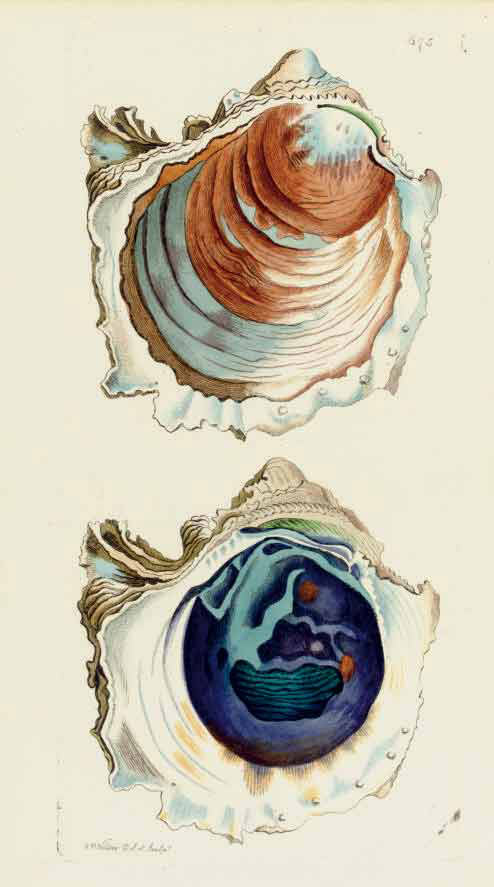 SHAW, George (1751-1813) and Frederick Polydore NODDER (fl. 1773-ca ...