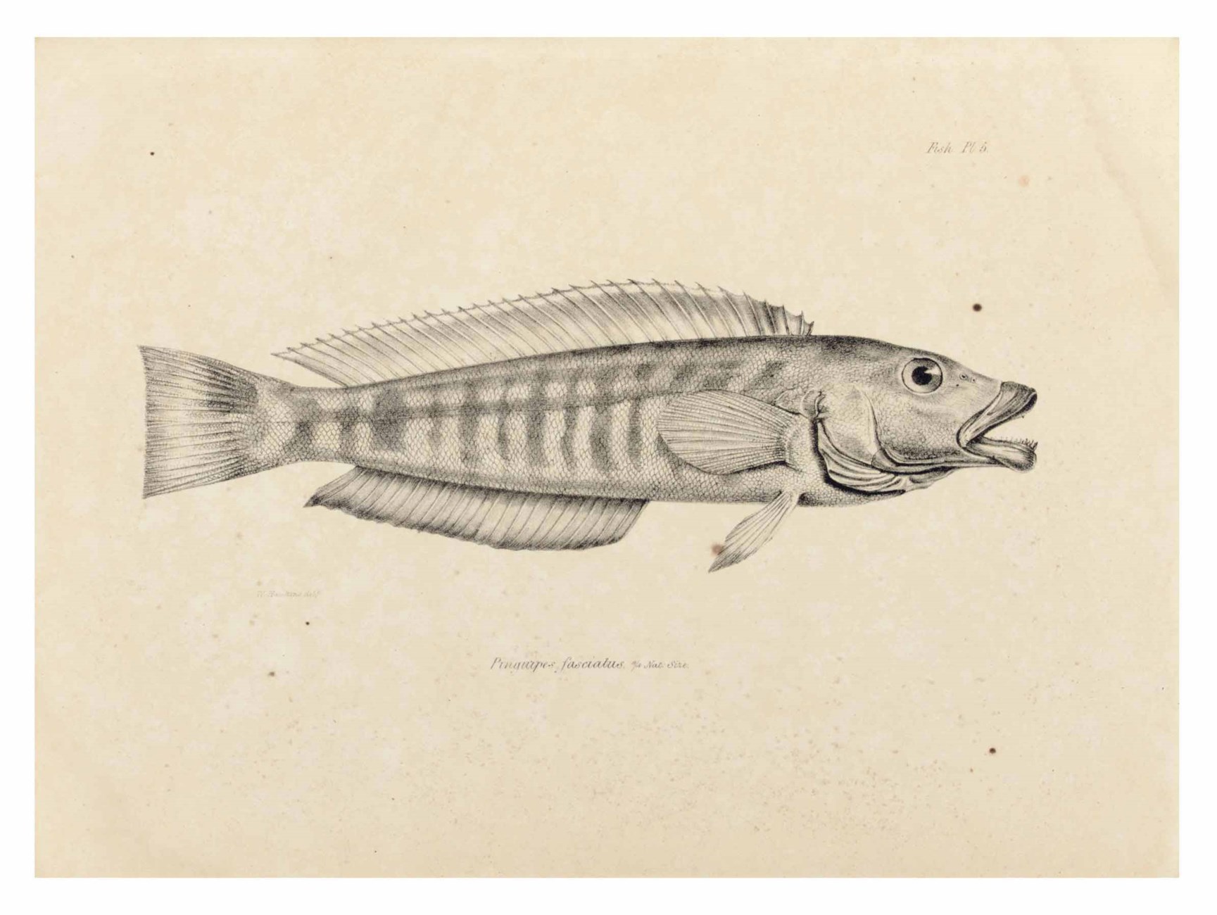 DARWIN, Charles, editor. The Zoology of the Voyage of the Beagle, under ...