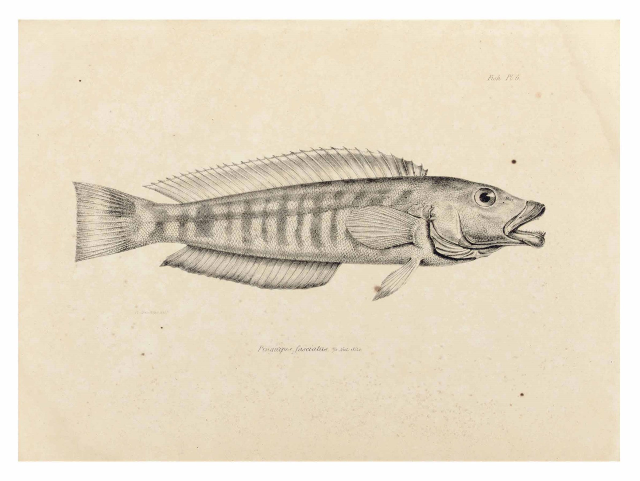 DARWIN, Charles, editor. The Zoology of the Voyage of the Beagle, under ...