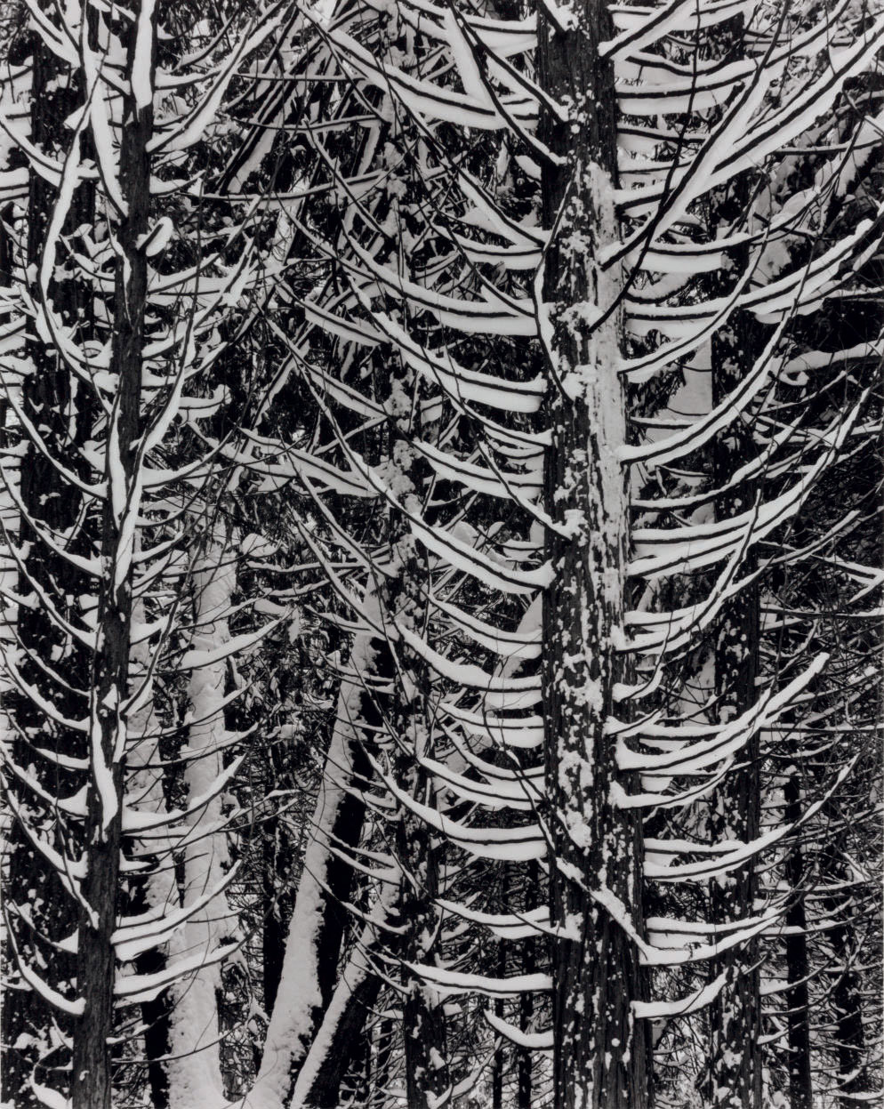 ANSEL ADAMS (1902-1984)