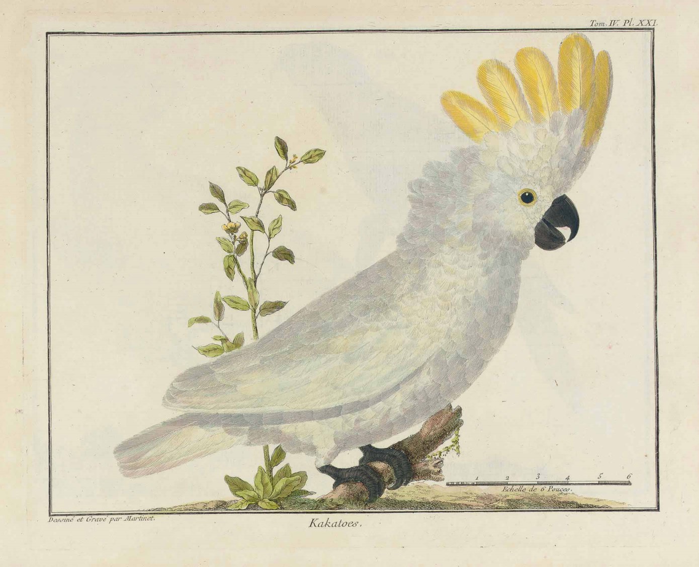 BRISSON, Mathurin Jacques (1723-1806). Ornithologie ou methode ...
