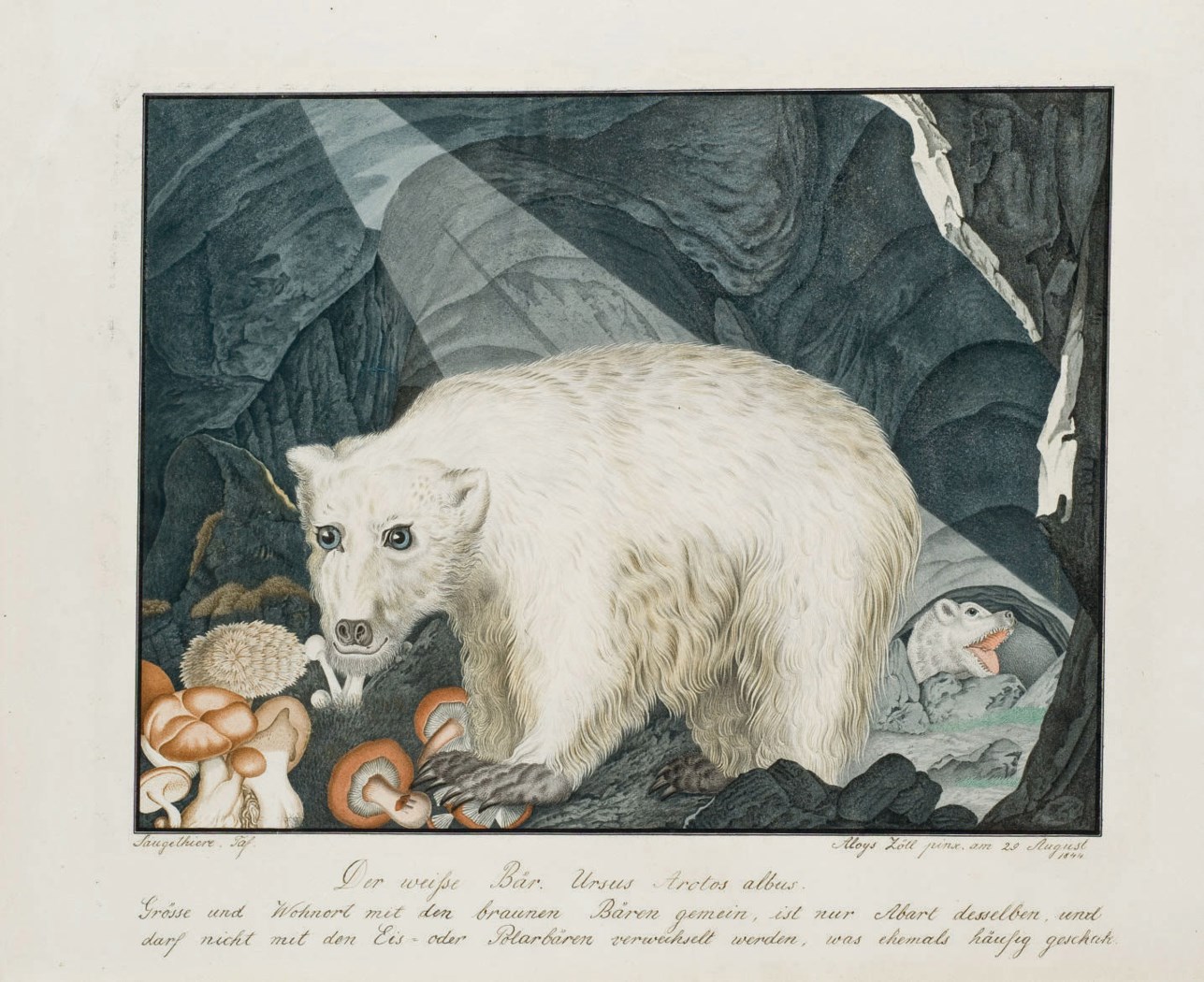 ALOYS ZÖTL (FREISTADT 1803-1897 EFERDING) , L'ours blanc polaire ...