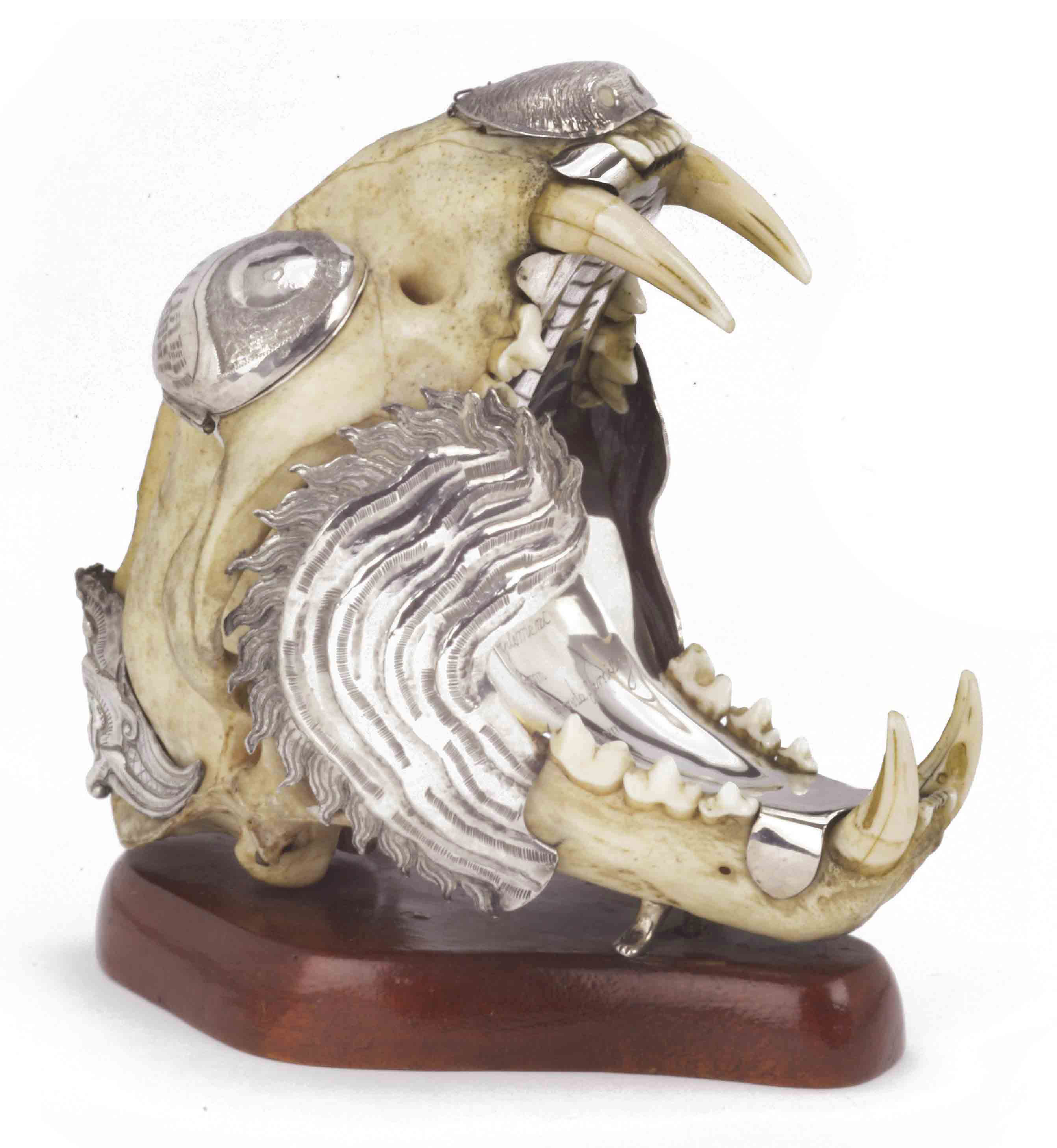 Ocelot Skull