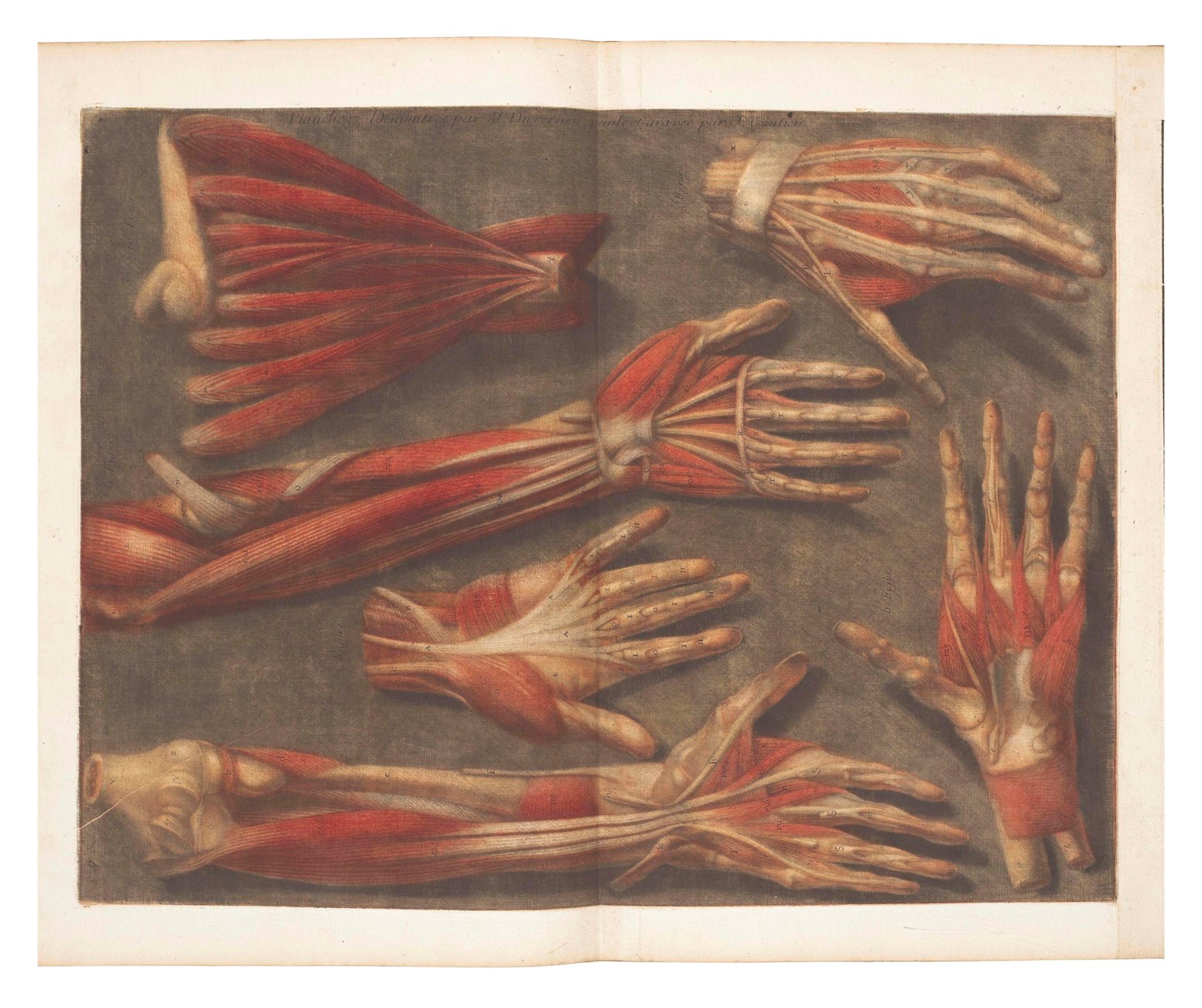 GAUTIER D'AGOTY, Jacques (1717-1786). Myologie complette en couleur et ...