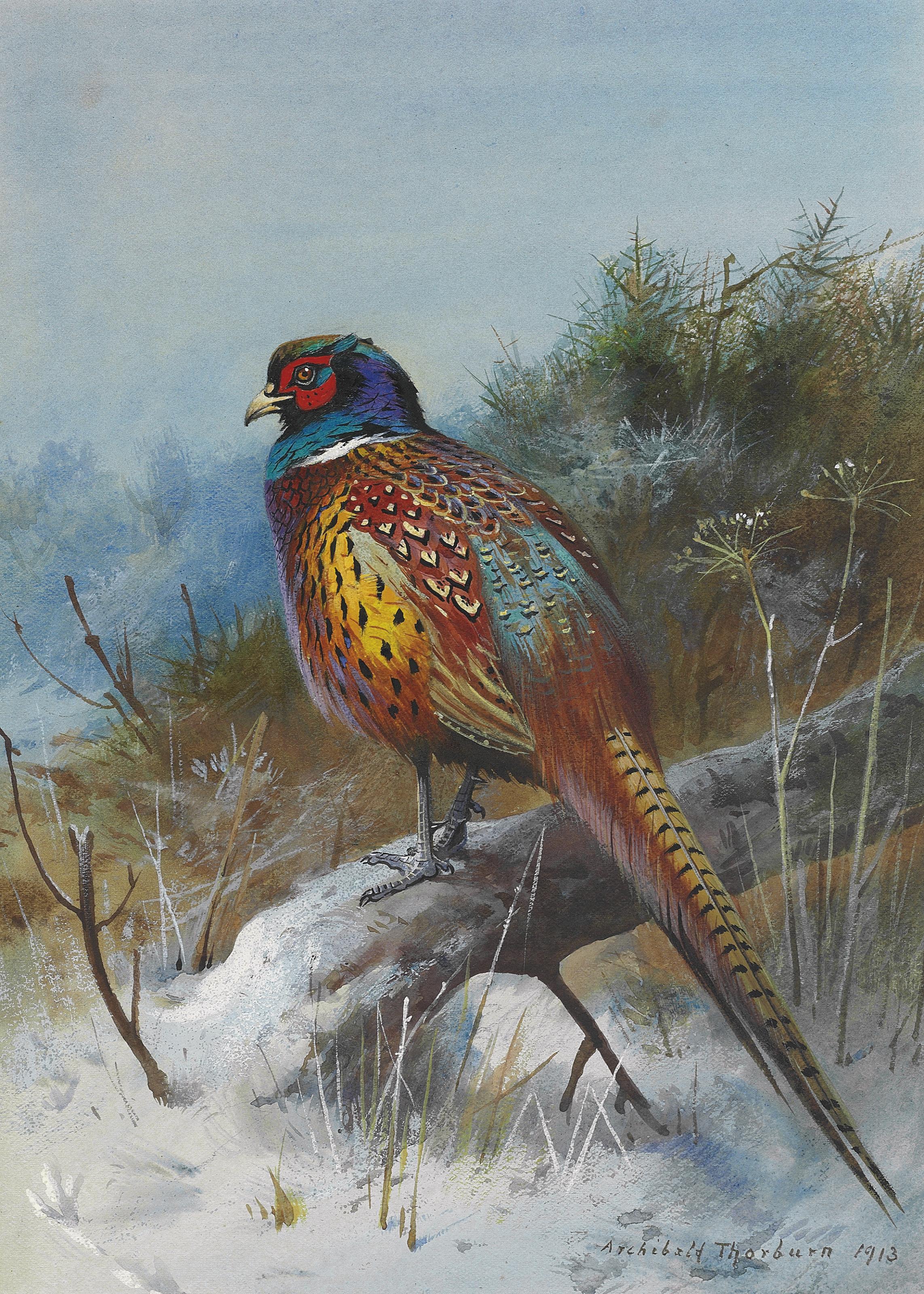 Archibald Thorburn (1860-1935) , A pheasant in a winter landscape ...