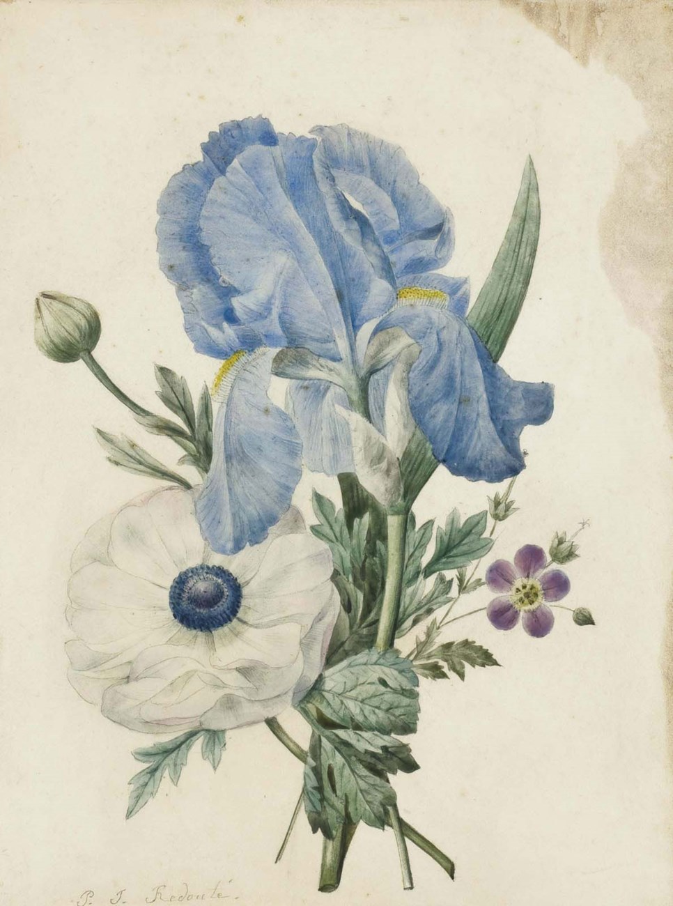 Pierre-Joseph Redouté (Saint-Hubert 1759-1840 Paris) , A blue iris, a ...
