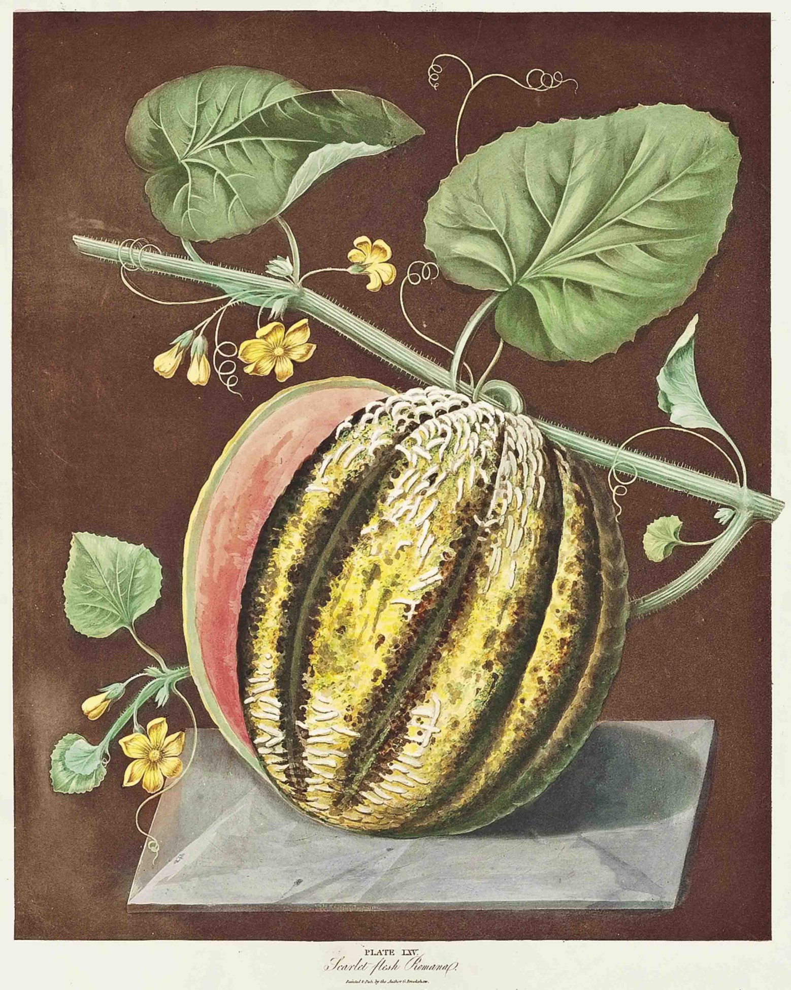George Brookshaw (1751-1823) , Scarlet flesh Romana; Red Nutmeg ...