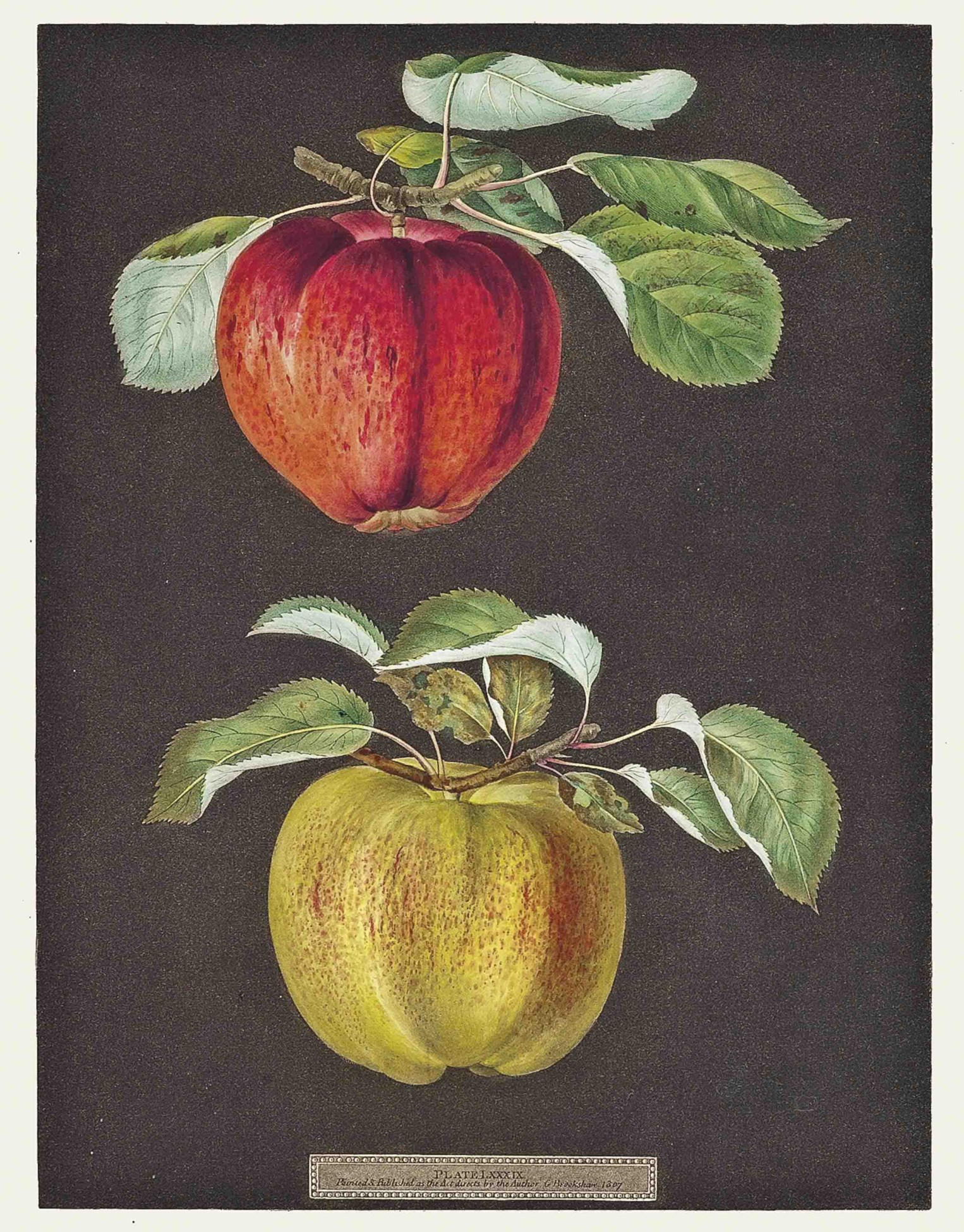 George Brookshaw (1751-1823) , Pheonix Apple, Norman's Beauty; Bergamot ...