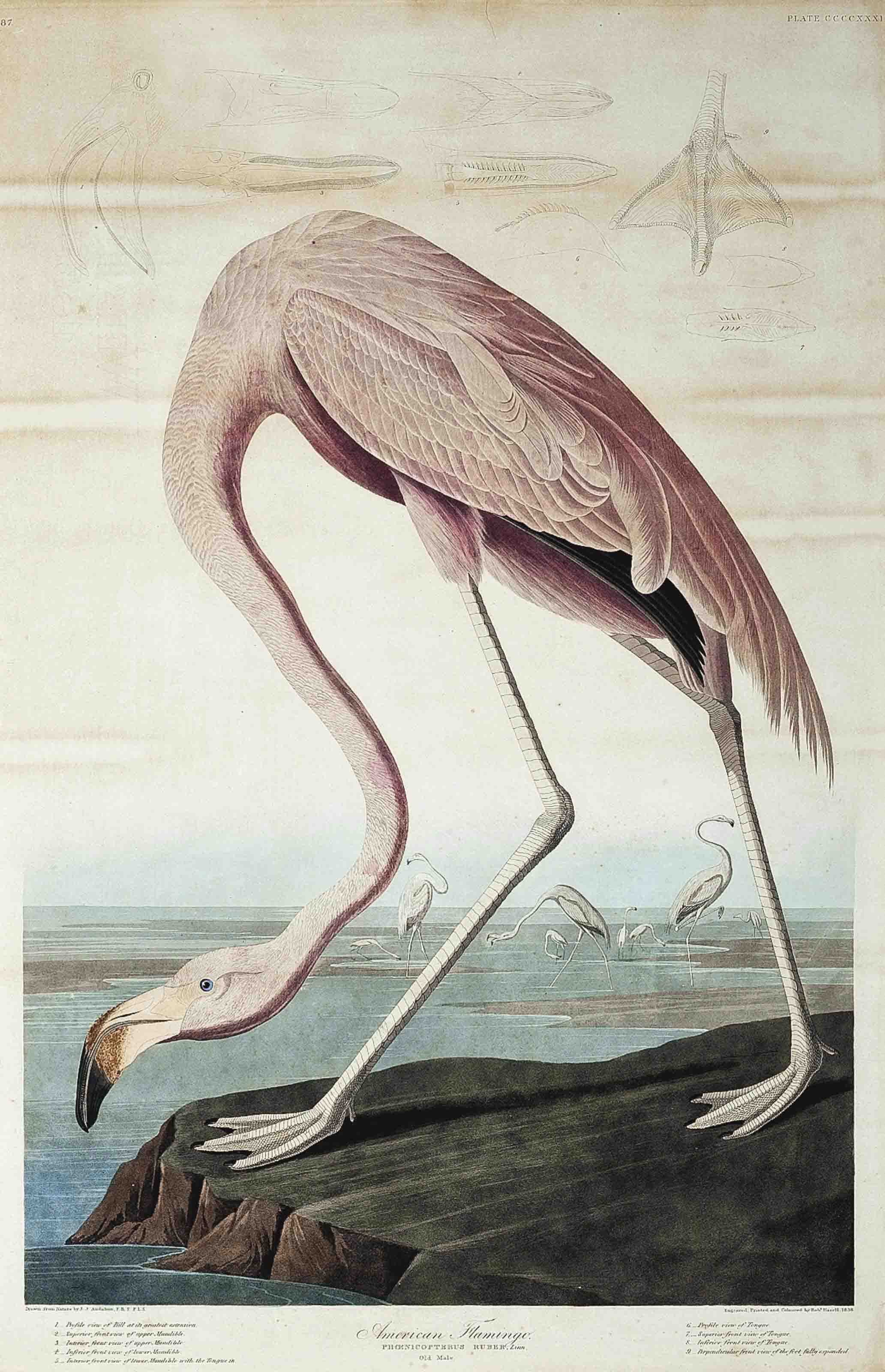 Robert Havell (1793-1878), after John James Audubon , White Heron ...