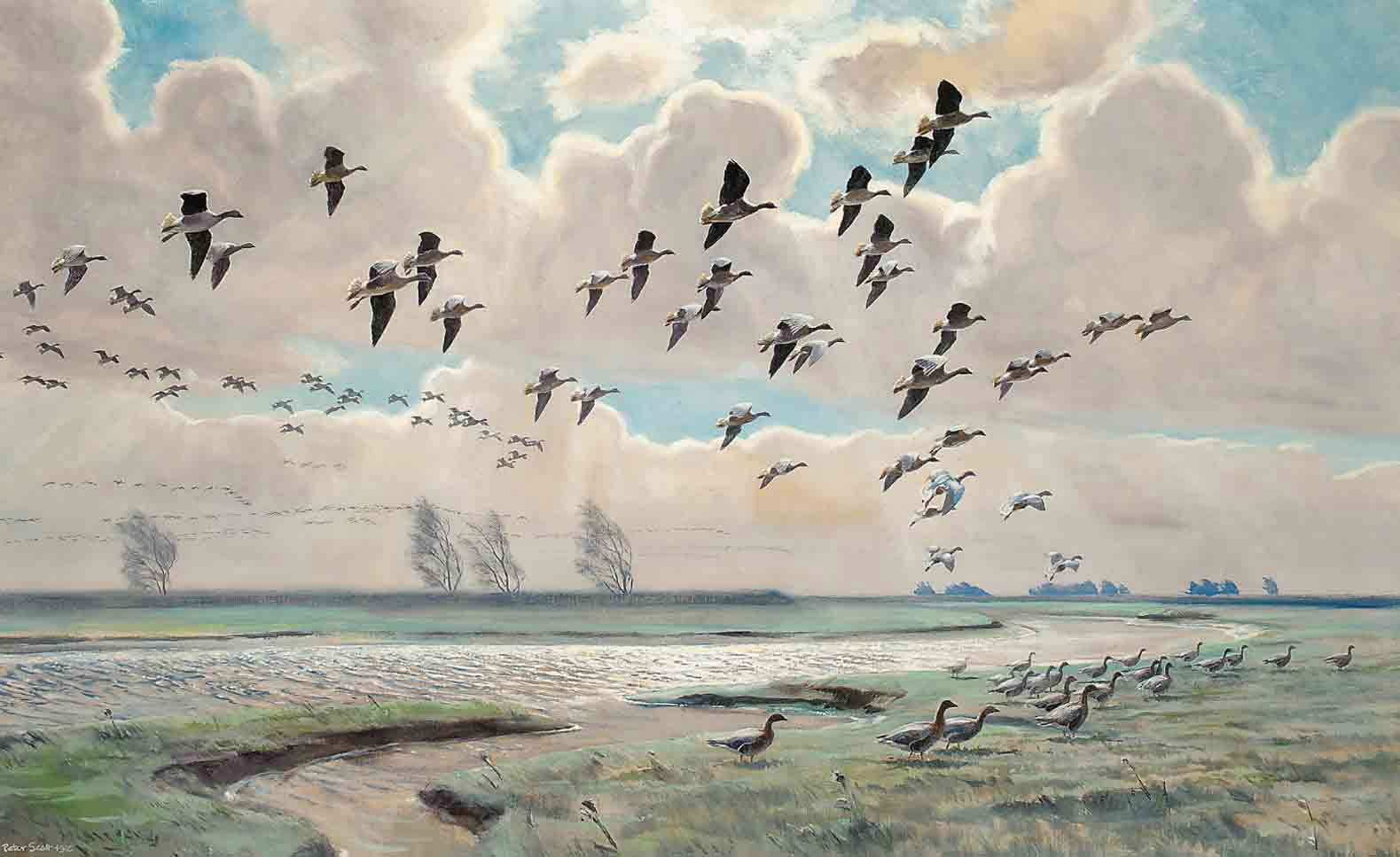 Sir Peter Markham Scott (1909-1989) , Pink-footed geese coming out from ...