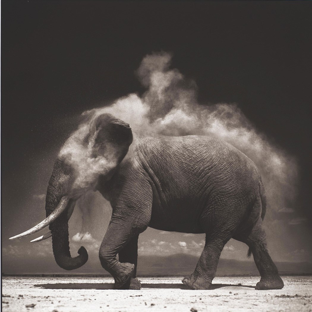NICK BRANDT (b. 1976) , Elephant with exploding dust, Amboseli, 2004 ...
