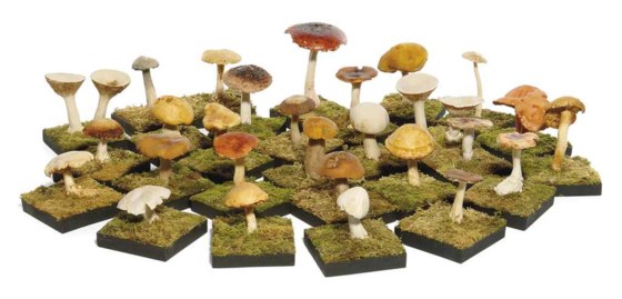 THIRTY RESIN MUSHROOM SPECIMENS , LATE 20TH CENTURY | Christie's