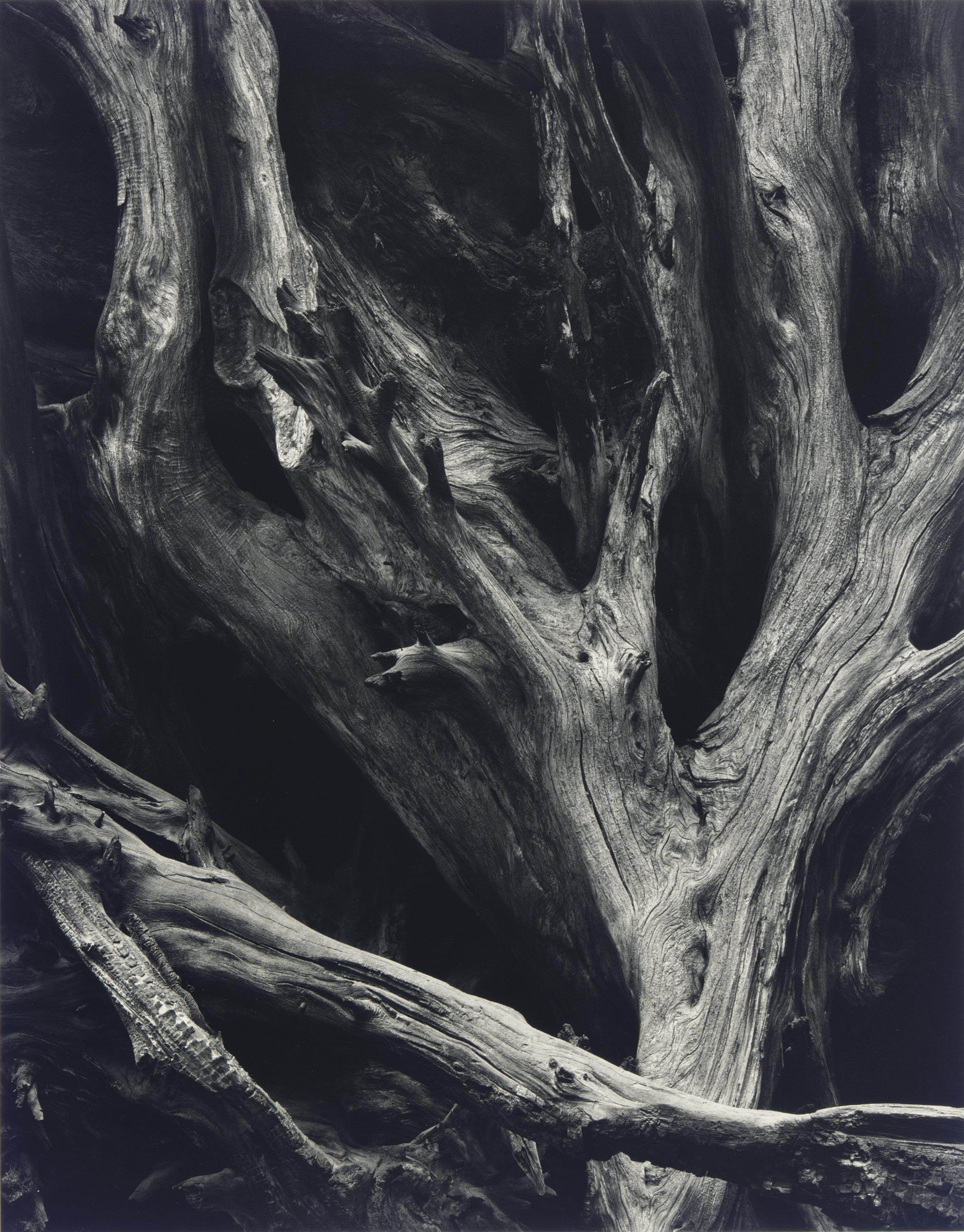 Ansel Adams Tree Roots