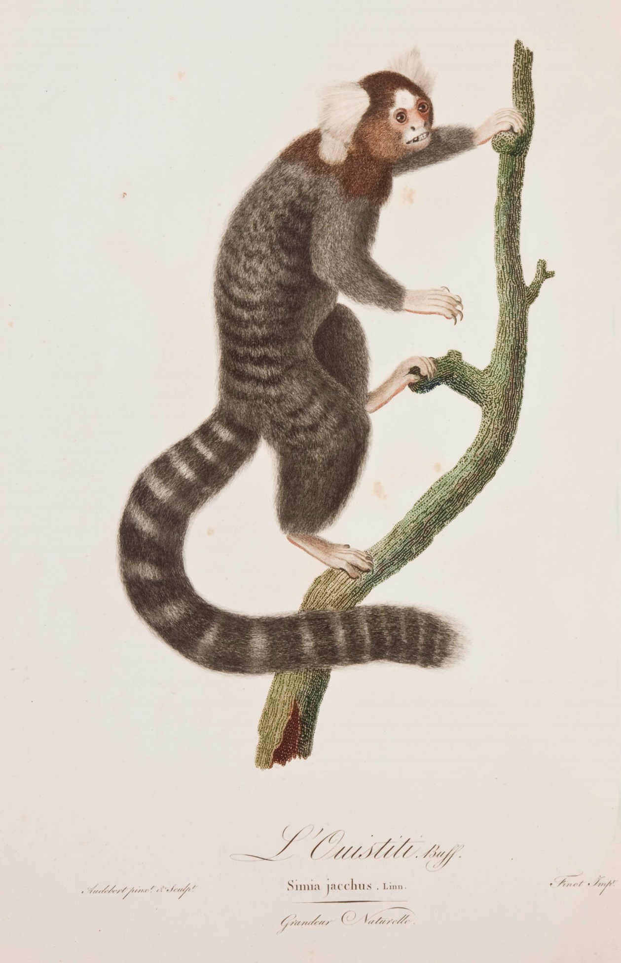 AUDEBERT, Jean Baptiste (1759-1800). Histoire naturelle des singes et ...