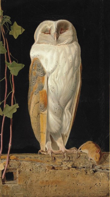 William James Webbe (fl.1853-1878) , The White Owl. 'Alone and warming ...
