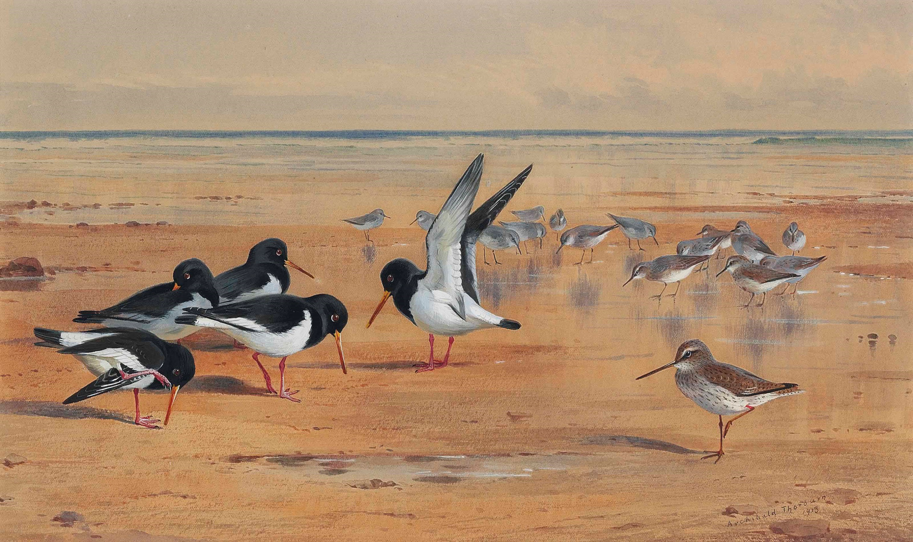 Archibald Thorburn (1860-1935) , Oyster catchers, redshank and dunlin ...