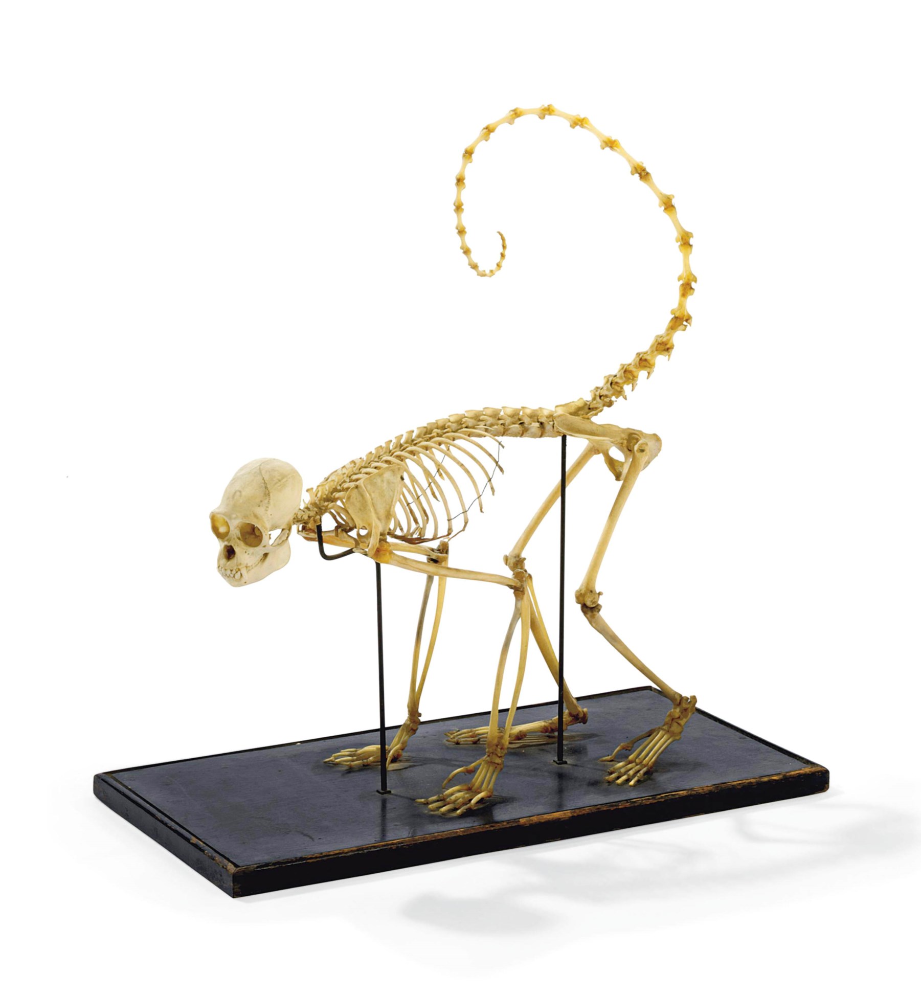 A SQUIRREL MONKEY SKELETON (SAIMIRI OERSTEDII) , EARLY 20TH CENTURY ...