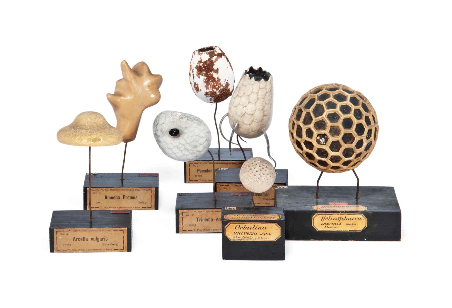 SEVEN PLASTER MODELS OF SINGLE-CELLED ORGANISMS , VÁCLAV FRIC (1839 ...