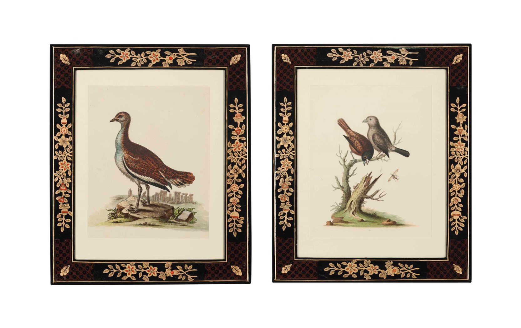 George Edwards (1697-1773) , Twelve Ornithological Studies, from A ...